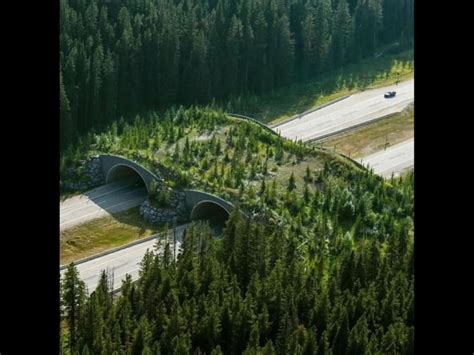 The Banff Wildlife Crossing Project In Alberta Canada Is Essentially