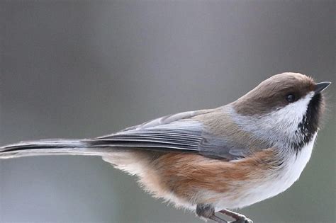 Chickadees In Maine Id And Song Guide