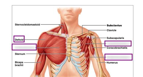 Lab 8 Anterior Chesttrunk Muscles Diagram Quizlet