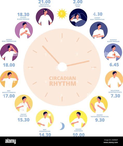 Circadian Rhythm Medical Poster Human Brain Hormone Exposure Healthy