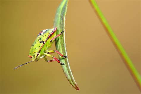 Hexapods Are A Diverse Group Of Six Legged Arthropods