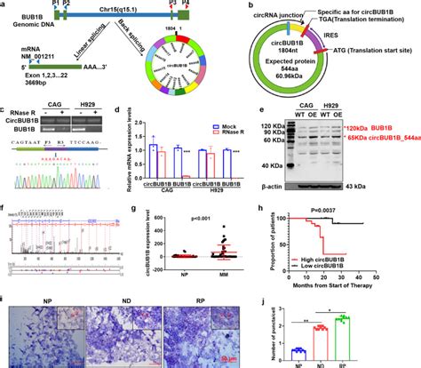 Bub1b And Circbub1b 544aa Aggravate Multiple Myeloma Malignancy Through