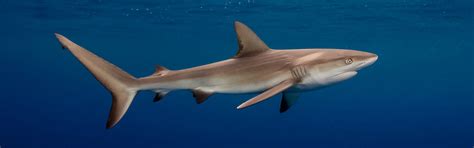 Dusky Shark Wallpapers Wallpaper Cave