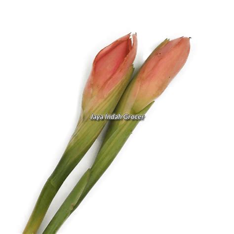 Ginger Flower Bunga Kantan 1 Pc Jaya Indah Grocer