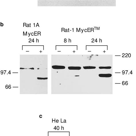 Speci®c Cleavage Of Parp Following C Myc Induced Apoptosis A Rat 1a
