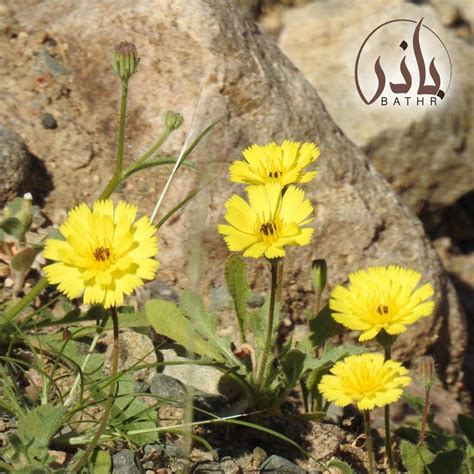 موقع ومتجر باذر الزراعية متجر متخصص ببيع البذور والأدوات الزراعية