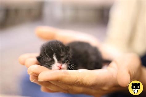 Kitten Age Stages And Care Feed Stray Cats