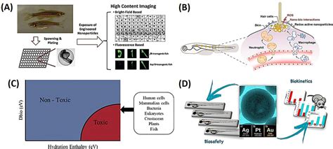 Figure 1 From Zebrafish Insights Into Nanomaterial Toxicity A Focused