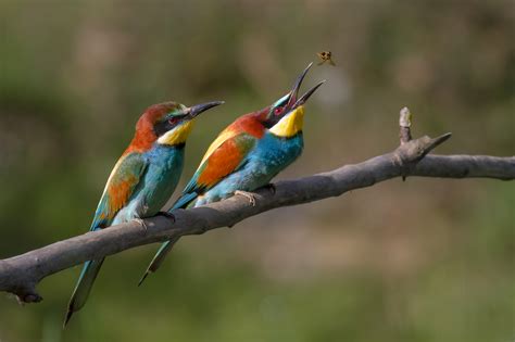 Bee Eater Wallpapers Animal Hq Bee Eater Pictures 4k Wallpapers 2019