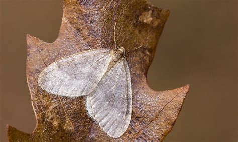 Winter Moth Butterfly Conservation