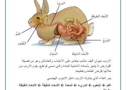 Archives Des الجهاز الهضمي للحيوانات العاشبة تلميذ