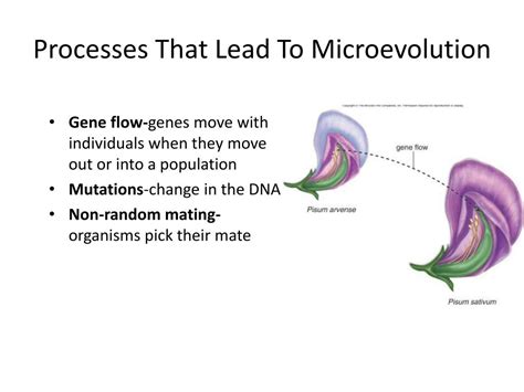 Ppt Population Genetics Powerpoint Presentation Free Download Id