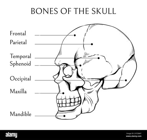Hand Drawn Facial Bones Human Skull Sketch Medical Educational Banner