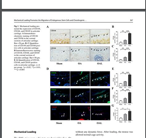 Yokotazhang Lsjl Related Study Finds Stem Cell Migration Natural