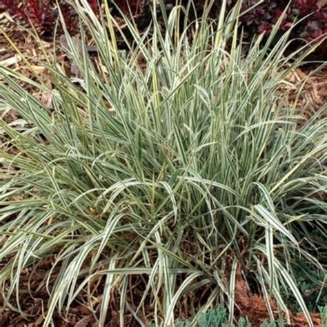 Arrhenatherum Elatius Bulbosum Tuber Oat Grass Randd Wholesale Nursery