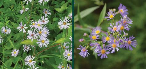 Purple Stemmed Aster Johnsons Nursery Kb