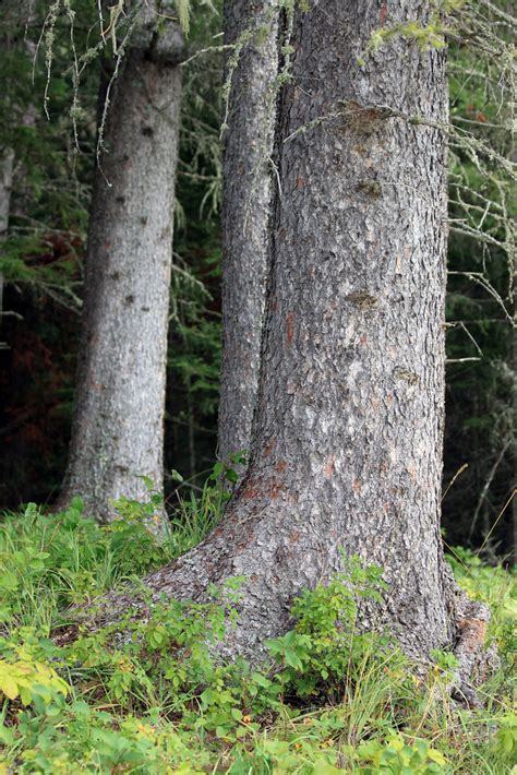 Untitled Lori Arnold Flickr