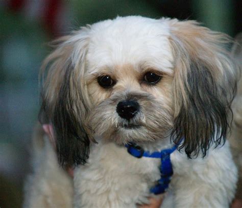 The Peekapoo Two Cute Breeds Mix To Create One Adorable Hybrid Pet