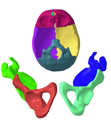 🩻 Flat Bones Segmented In 10 Parts・ 3d File For 3d Printing・cults
