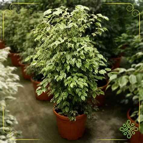 Ficus Pruning Techniques Essential Trim Tips