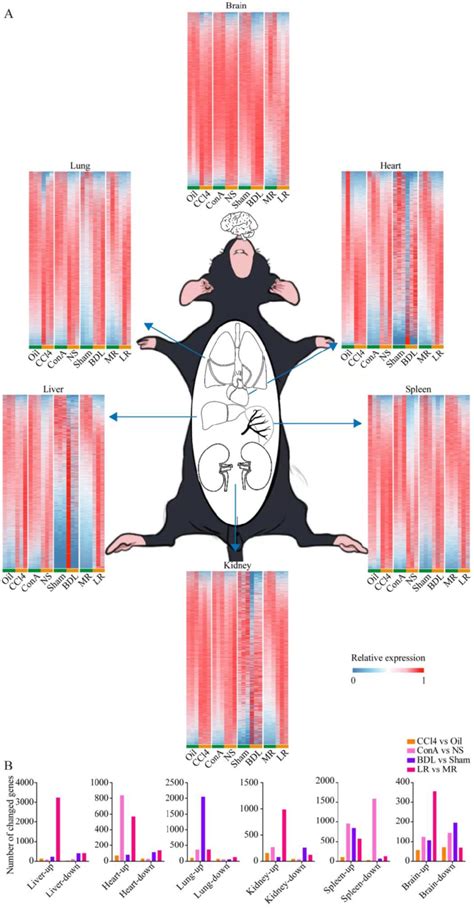 Tissue Specific Transcriptomic Profiling In The Four Mice Models Of Download Scientific Diagram