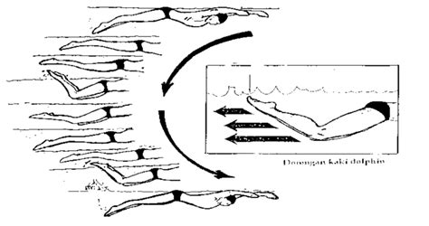 Teknik Renang Gaya Kupu Kupu Lengkap Dengan Gambar Bobo Sport