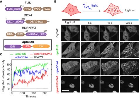 Spatiotemporal Control Of Intracellular Phase Transitions Using Light
