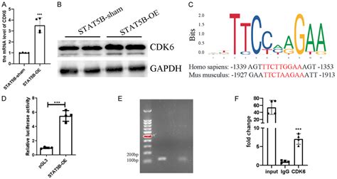 Stat5b Binds To The Cdk6 Promoter And Activates Cdk6 Transcription A