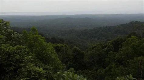 Growing Trees Outside Forests Can Offer Environmental Socio Economic