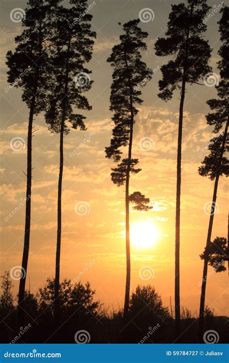 Beautiful Tall Pine Trees At Sunset Stock Image Image Of Orange Pine