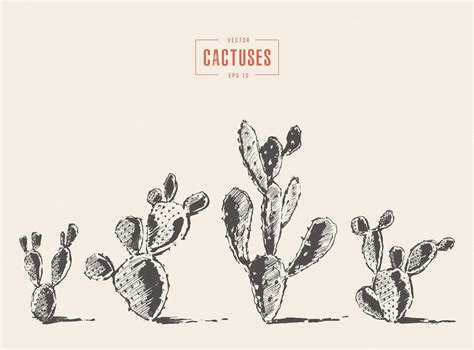 Premium Vector Set Of Cactuses Hand Drawn Vector Illustration Ink