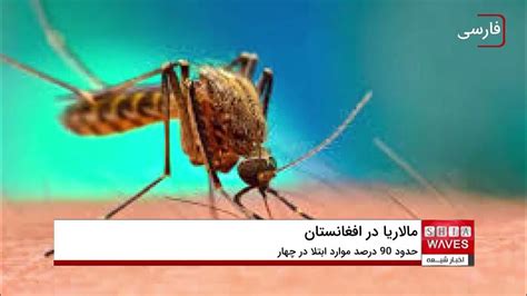ثبت بیش از ۱۲۵ هزار مورد ابتلا به مالاریا در سال ۲۰۲۲ در افغانستان Youtube