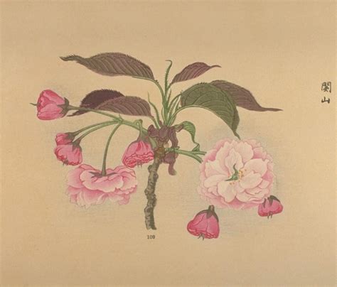 Bibliodyssey The Cherry Blossom Book