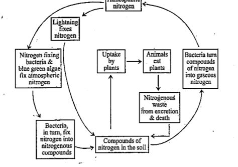 Nitrogen Cycle Diagram For Class 8