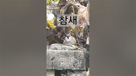 참새sparrow가을 참새의 모습 참새 Youtube