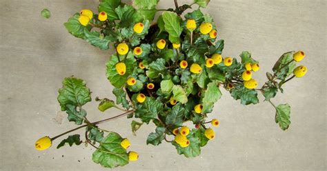 Toothache Plant Medicinal Benefits Uses And How To Grow It Yourself