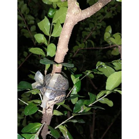 Jual Bahan Bonsai Sianci Cangkok Pucuk Shopee Indonesia