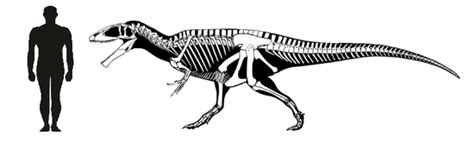 Eocarcharia Everything Dinosaurs
