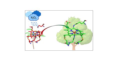 Cytochrome P460 Cofactor Maturation Proceeds Via Peroxide Dependent
