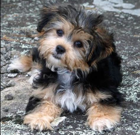 Shih Tzu Mix Yorkie Feedguidescom