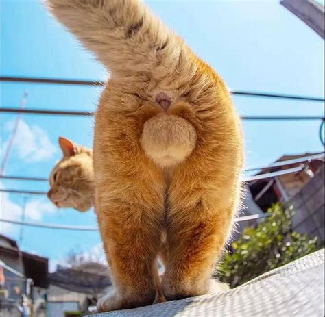 Cat Balls Calendar Plan Your Year Easily