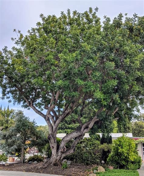 Carob Tree South Africa At Elijah Octoman Blog