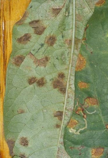 Fact Sheet Cowpea Cercospora Leaf Spot 303