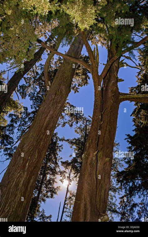 Exconvento Del Desierto De Los Leones Monastery And Forest Near