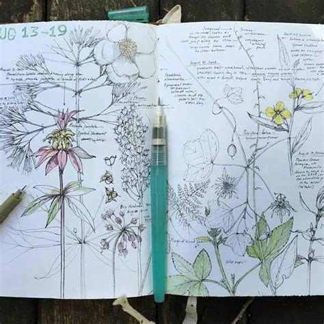 Pin By Małgorzata Nogalska On Rysunek Botanical Art Drawing Sketch