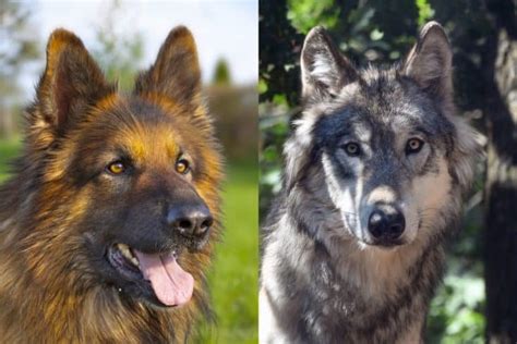 Black German Shepherds Appearance Traits Rarity And Care Guide