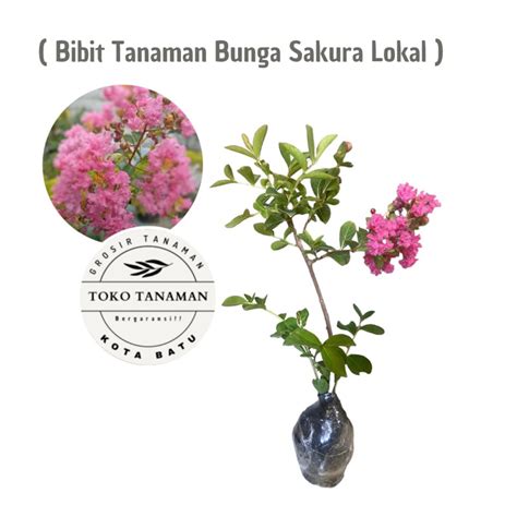 Jual Bibit Tanaman Bunga Sakura Mini Lokal Shopee Indonesia