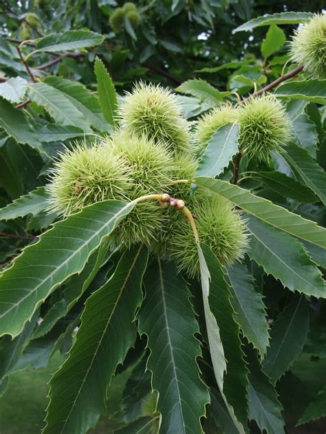 Sweet Chestnut Tree