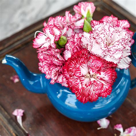 Raspberry Ripple Dianthus Seeds Baker Creek Heirloom Seeds