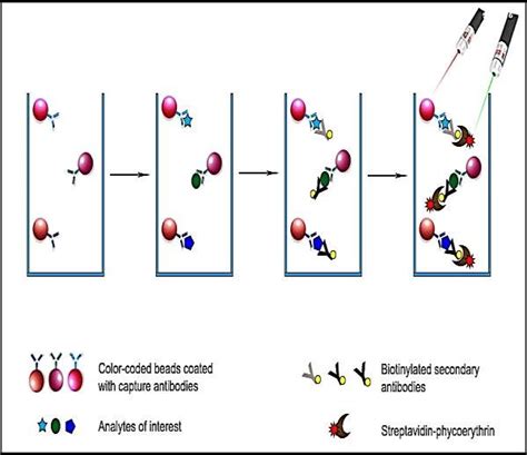 Luminex Immunoassay Principle For Detecting Protein Analytes In